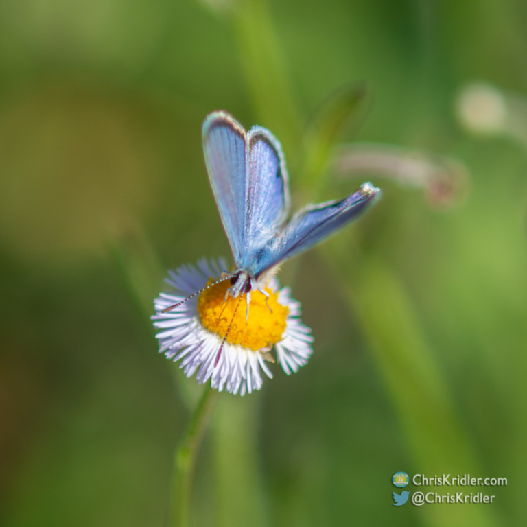 Chris Kridler | Sky Diary Productions | Tiny blue butterflies visit ...