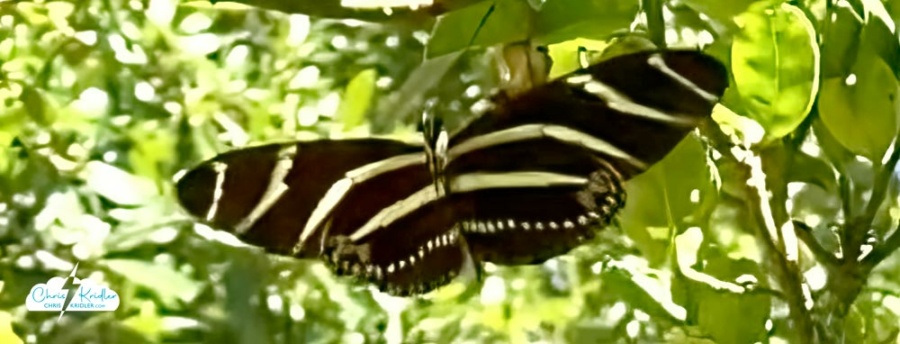 Chris Kridler | Sky Diary | Butter-flight of the zebra longwing butterflies